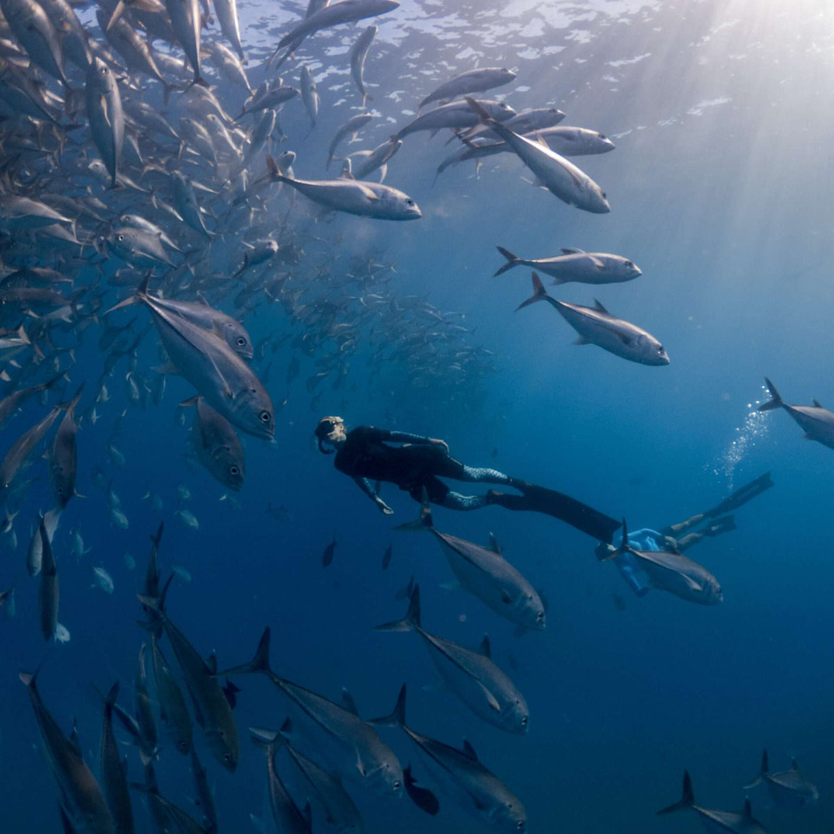 Freediving: 10 Beautiful Facts to Connect with the Ocean – Agulhas Ocean