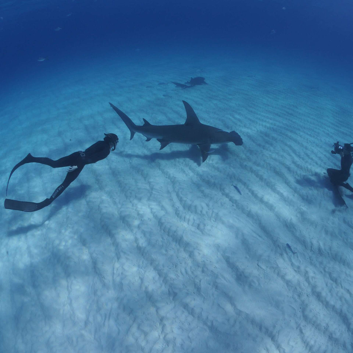 Capturing the Essence of Sharks: Peter Marshall’s 6 Tips To ...
